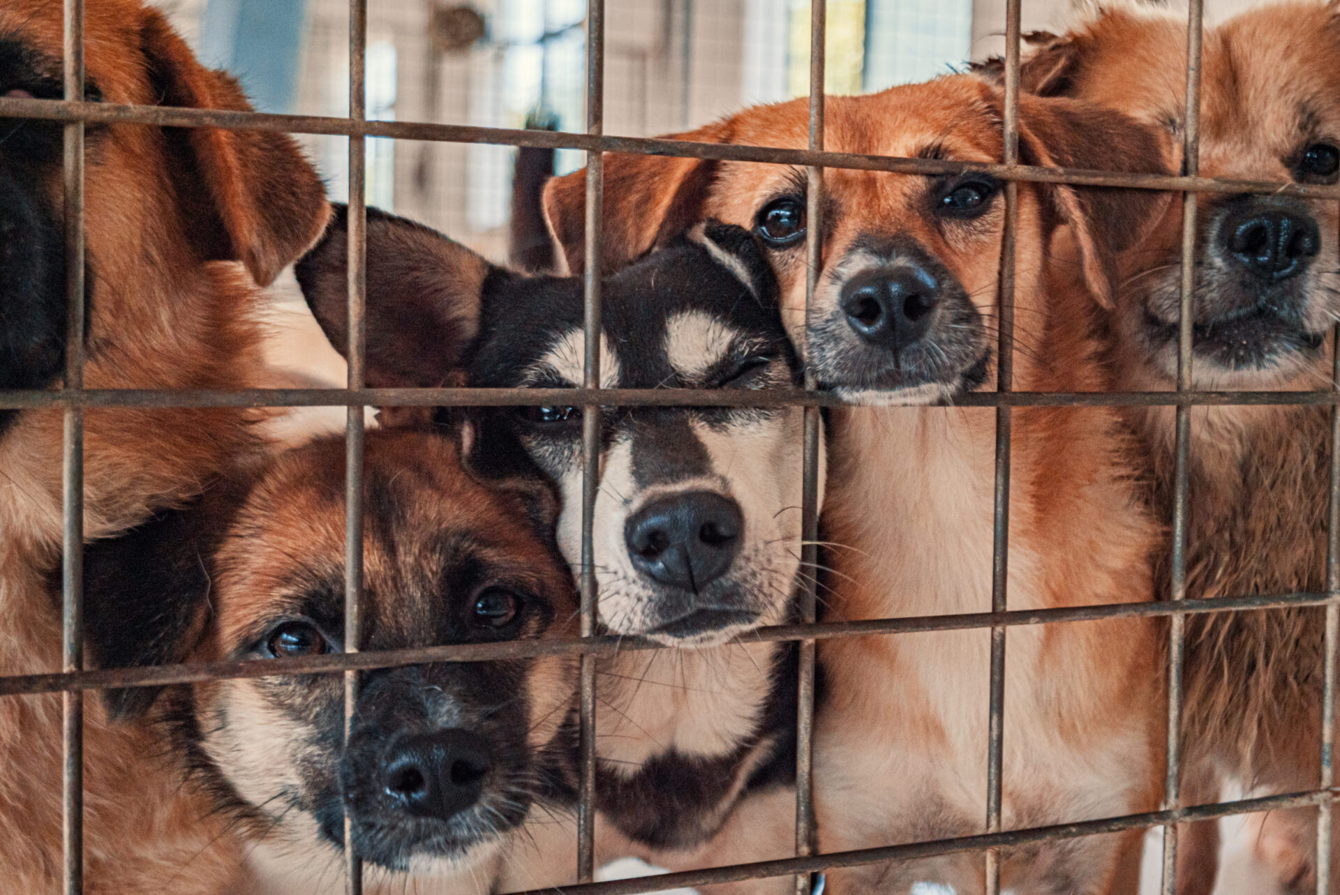 Common Rescue Dog Behavior Issues and How to Help