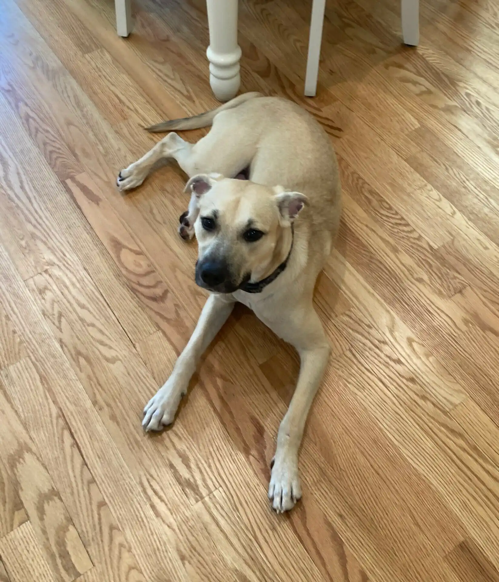 FOACAS Success Stories | Pets' Second Chance